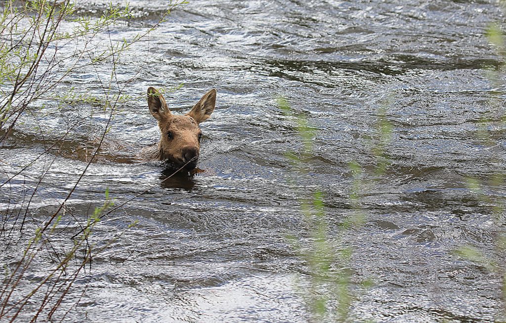 Moose calf, mother reunited after calf was swept away by fast-moving ...